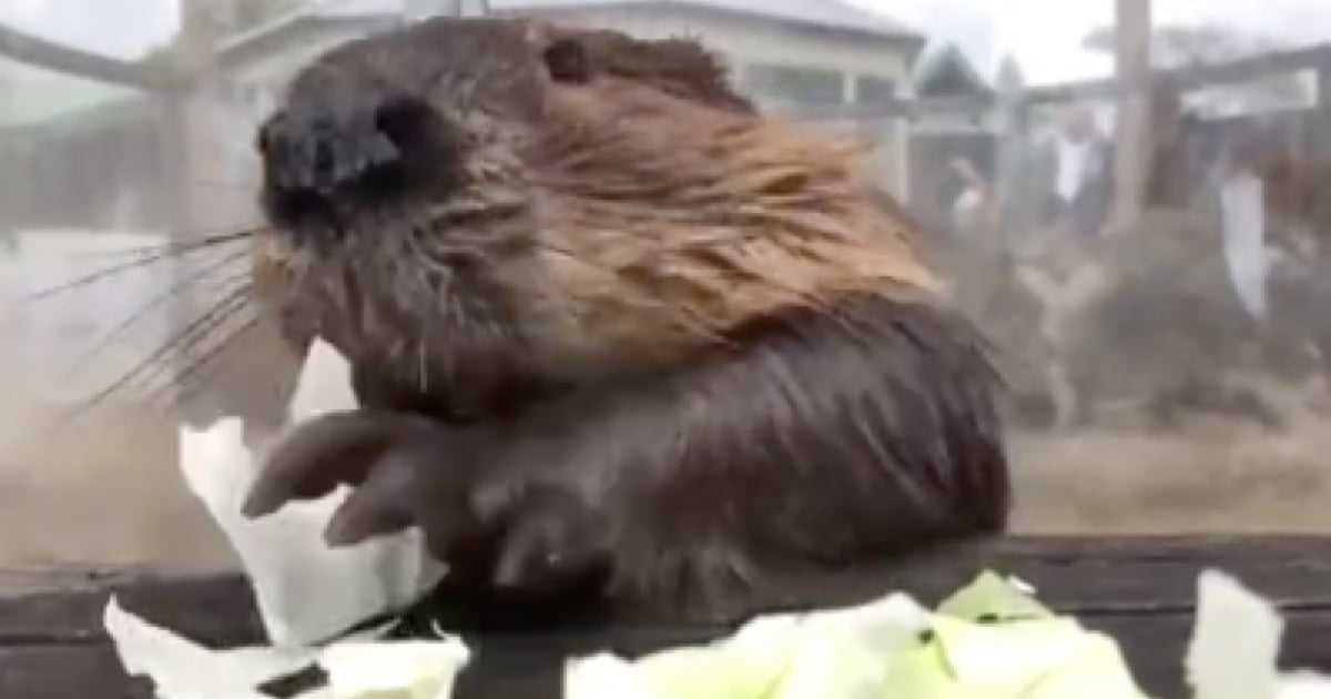 Studies have shown that listening to the sound of beavers ...