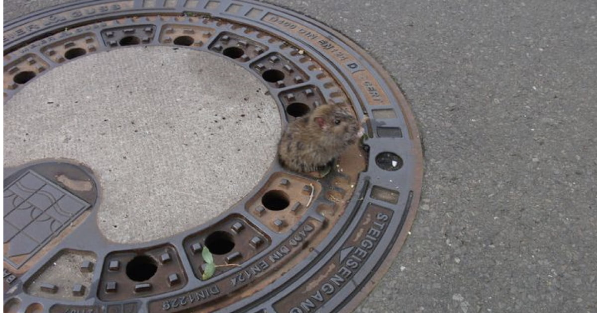 Fat Rat Stuck In Manhole Rescued By Firefighters In Germany - 9GAG