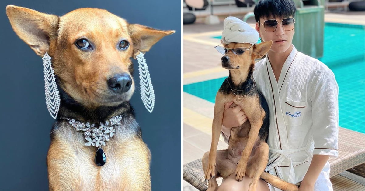 Stray Dog Brought Home By Drunk Man Has Now Become An Internet Star - 9GAG