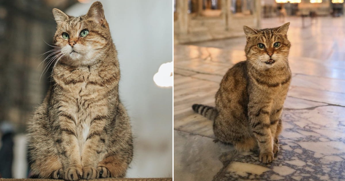 Istanbul Hagia Sophia's Famous Cat Gli Dies At Age 16 - 9GAG