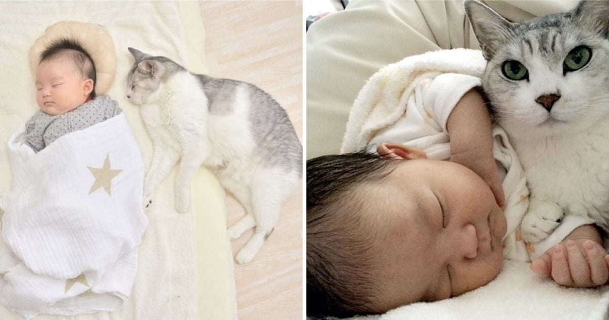 Koo, A 19-Year-Old Mackerel Cat, Becomes Newborn's Guardian - 9GAG