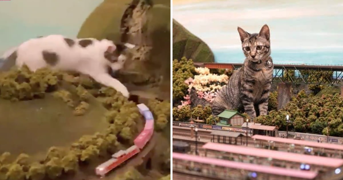 Cats Turn Cafe's Train Set Into Their Playground - 9GAG
