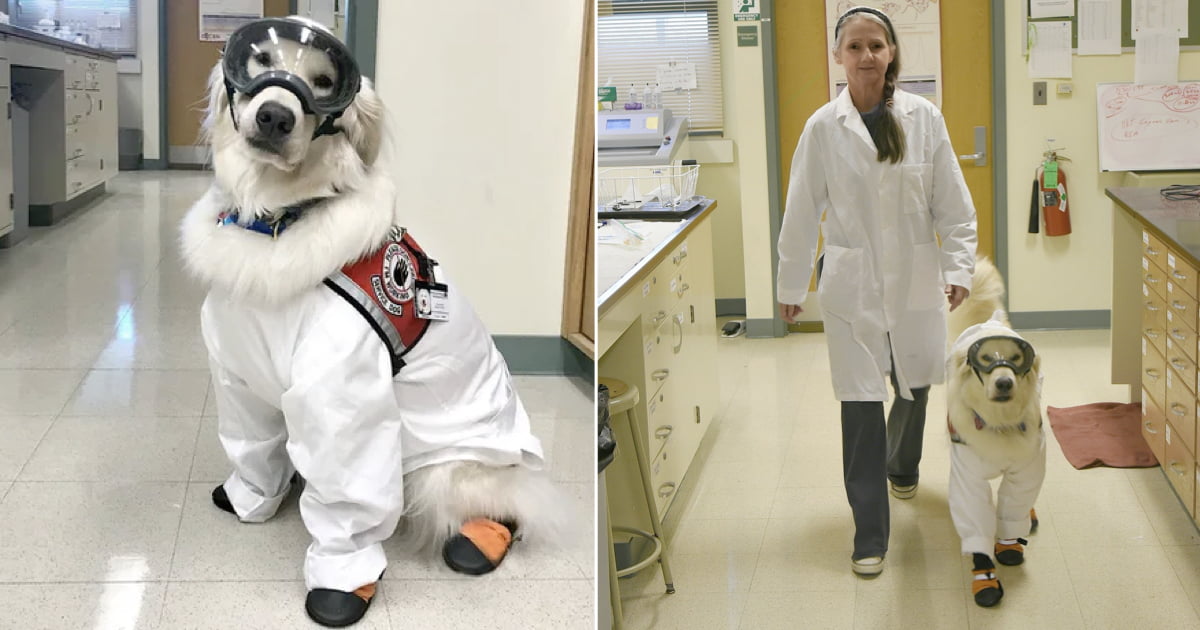 Service Dog Learns To Wear PPE So He Can Assist His Owner In The Lab - 9GAG