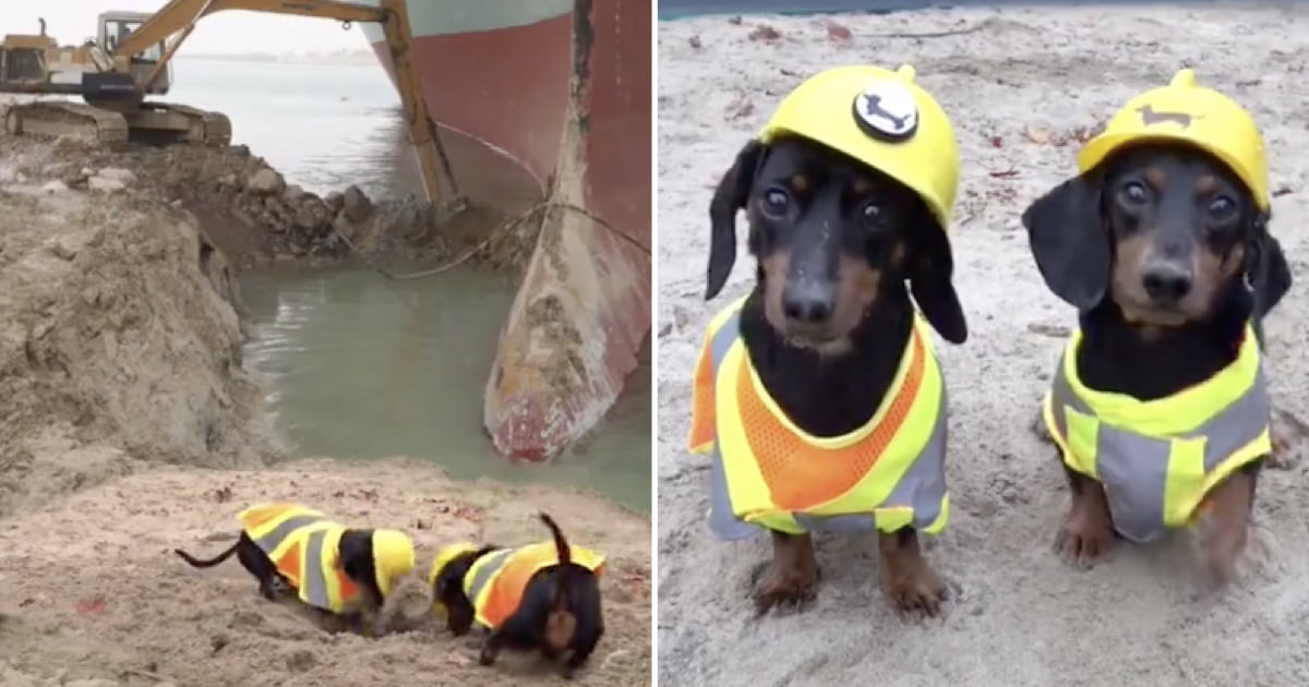 Dogs save the universe - 9GAG