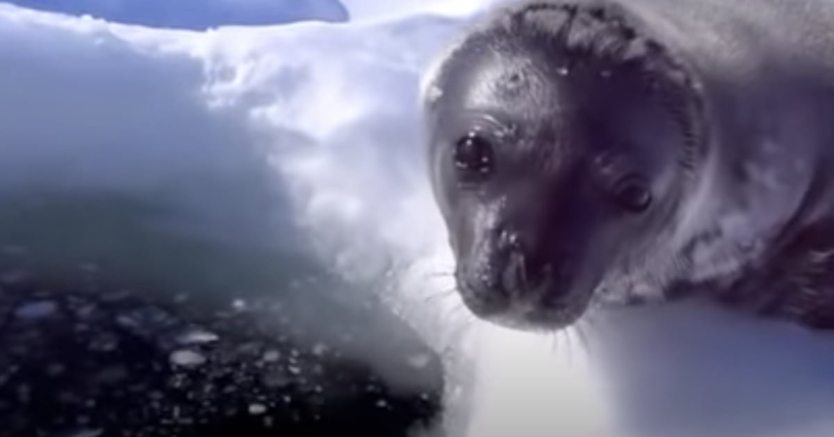 Crybaby Seal Pup Learns To Swim - 9GAG