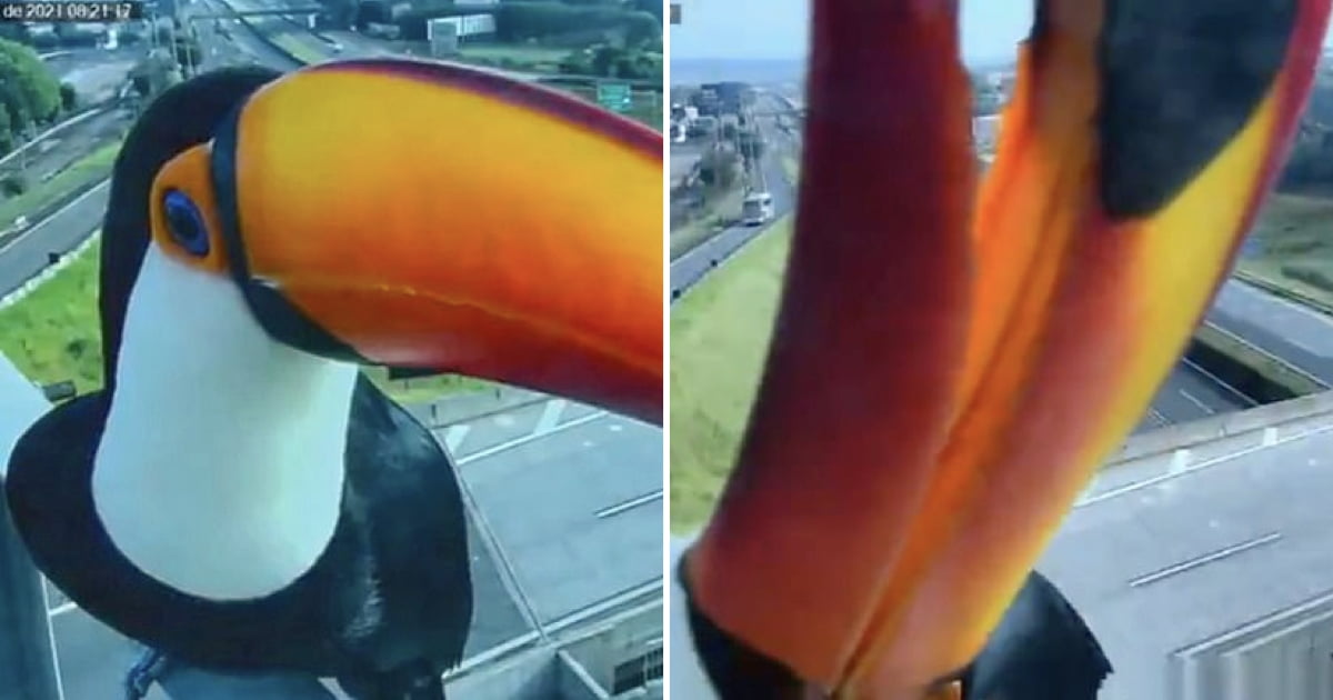 Pair Of Toucans Try To Chomp On Roadside Surveillance Camera In Brazil ...