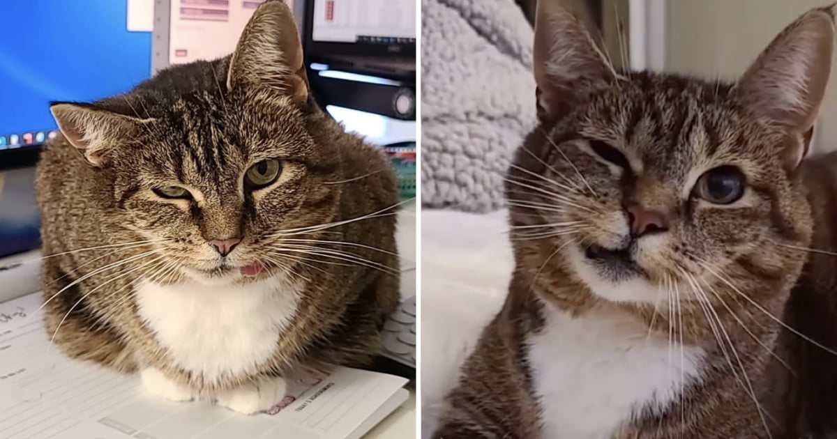 Meet Piddles, A Cat With A Uniquely Asymmetrical Face - 9GAG