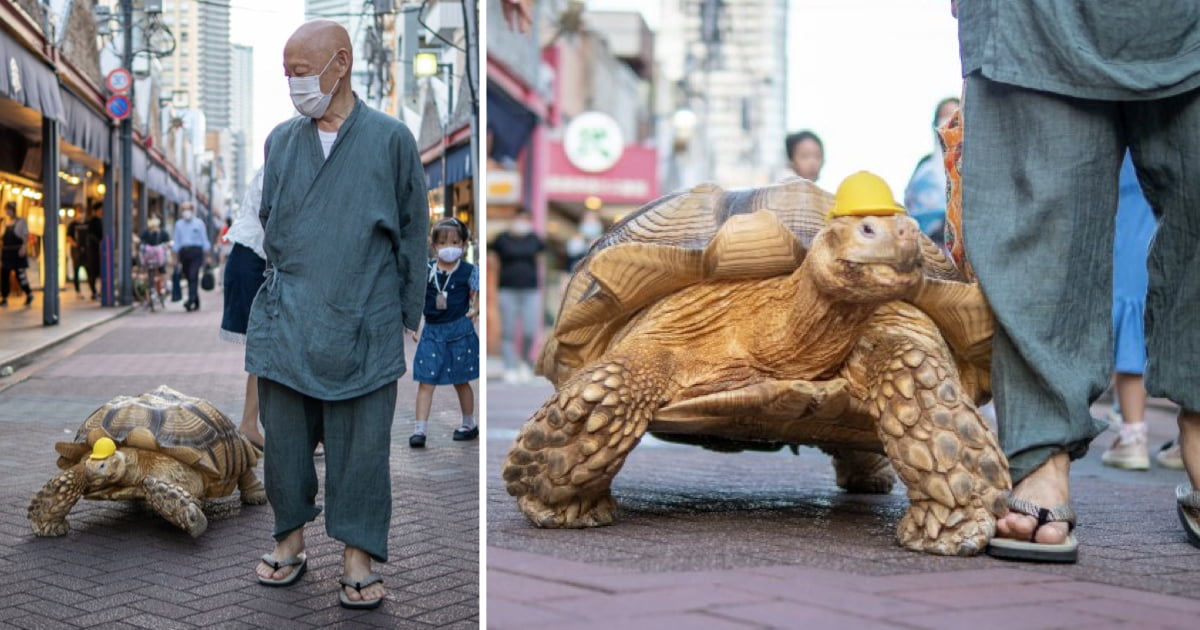 Giant Tortoise ‘Bon-Chan’ Brings Joy To Passerbys In His Daily Walk - 9GAG