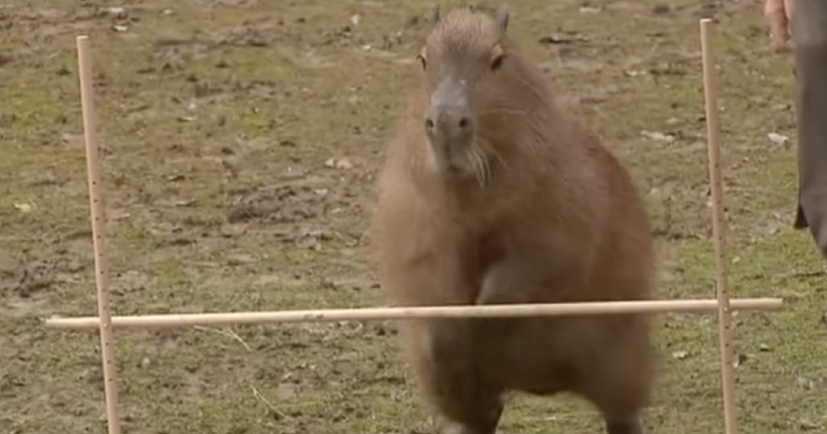 Watch This Capybara Complete An Agility Course - 9GAG
