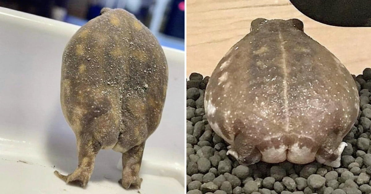 Some Frogs Have Human-Like Butts - 9GAG