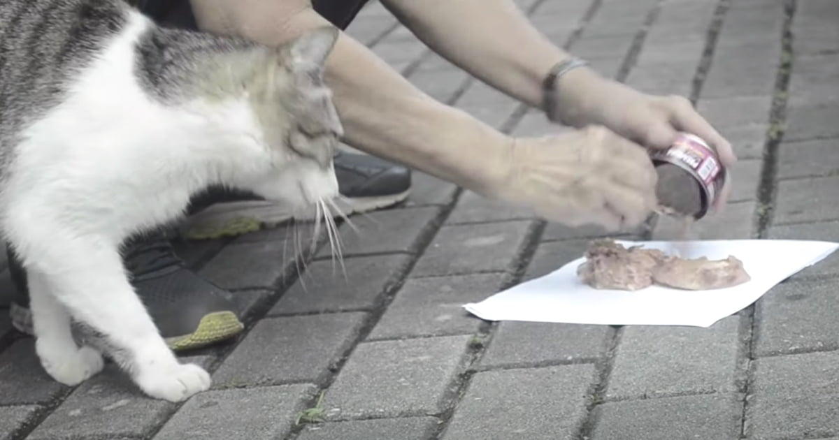 Elderly Man Feeds 10 Community Cats Every Day For 20 Years No Matter ...