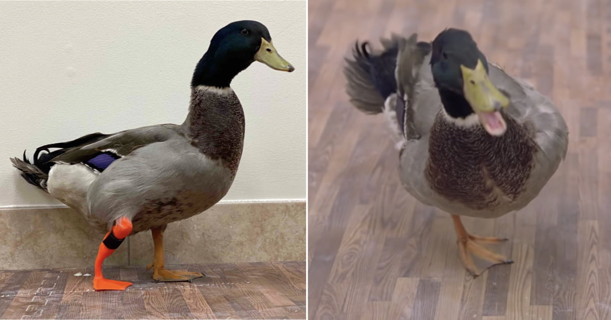 Pet Duck Born With Deformed Leg Walks Again Thanks To 3D Printing - 9GAG