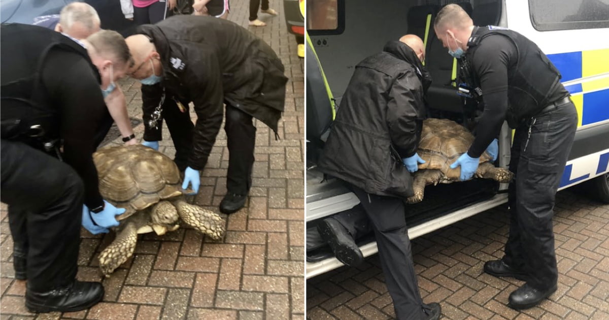 Police Pick Up Titan The Tortoise Who Made A Great Escape From Home - 9GAG