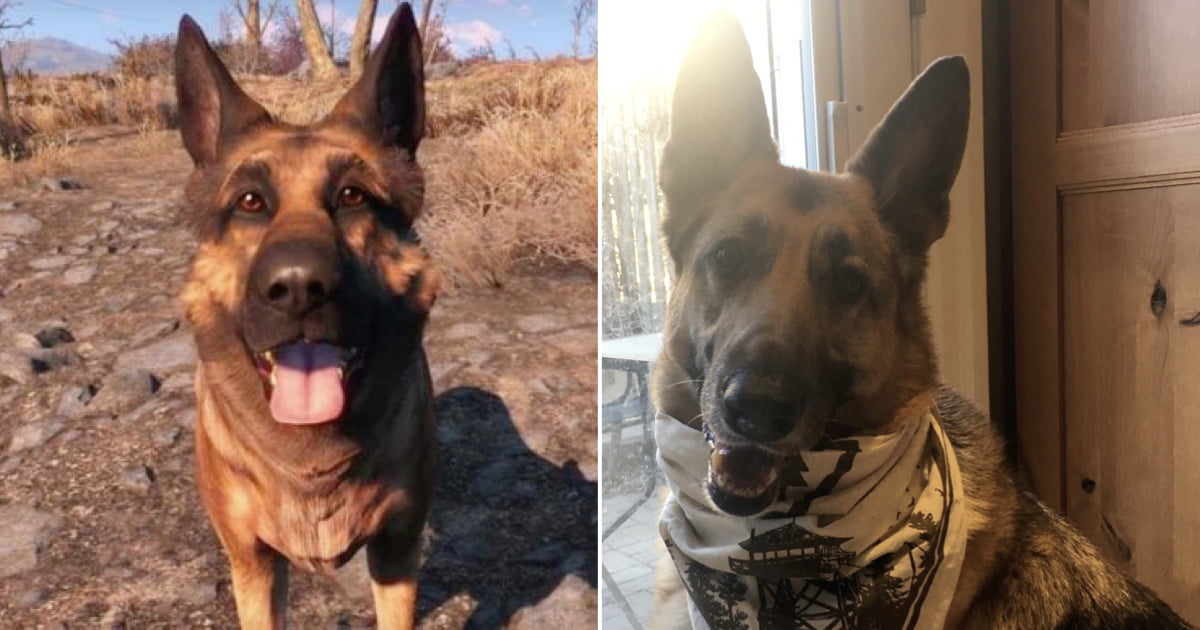 River, Fallout 4's Dogmeat, Has Passed Away - 9GAG