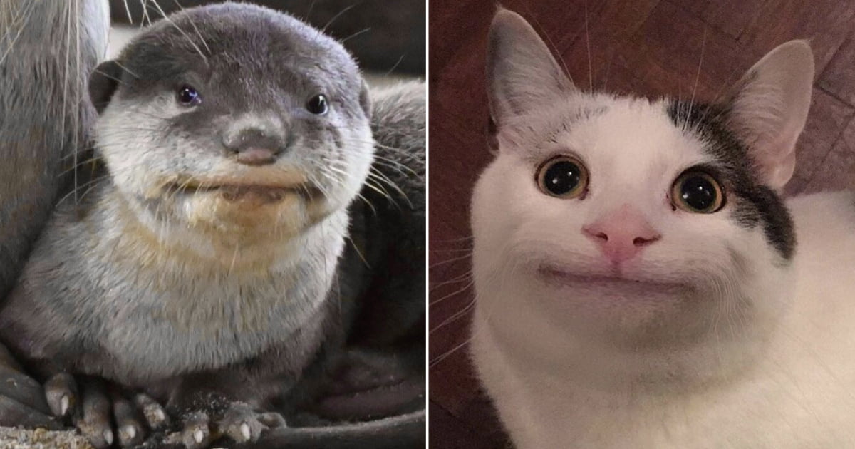 This Otter Pup Smiles Like Ollie The Polite Cat - 9GAG