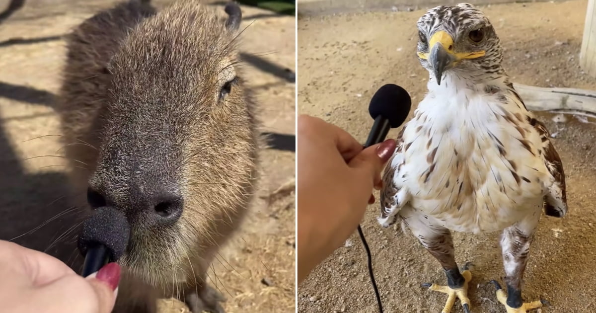 Girl Interviews Animals With A Tiny Microphone - 9GAG
