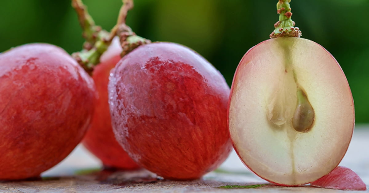 Chemical In Grape Seed Extract Allows Mice To Live Longer By Destroying ...