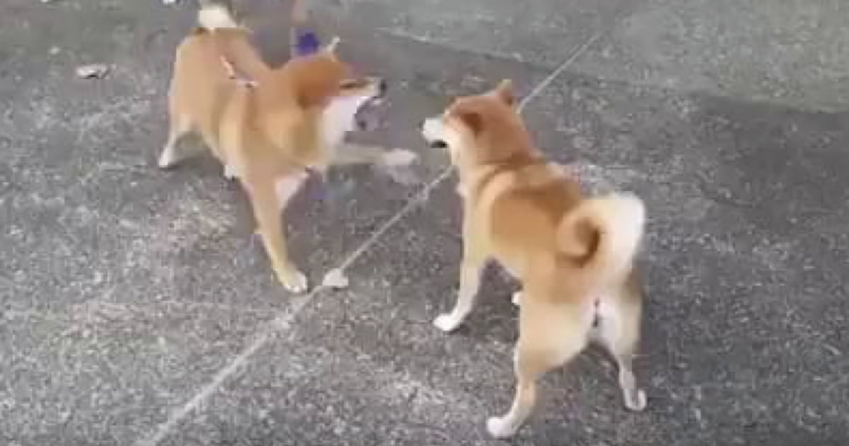 Bite my fluffy ass - 9GAG