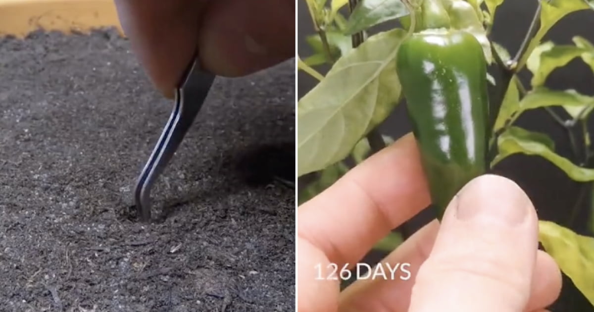 126 days in 42 seconds. Jalapeño - 9GAG