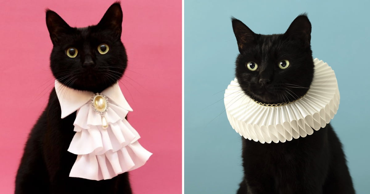 Artist Creates Fancy Collars For Her Black Cat - 9GAG