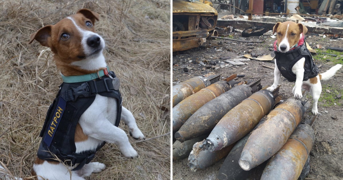 Dog Helps Detect More Than 90 Russian Bombs In Ukraine - 9GAG