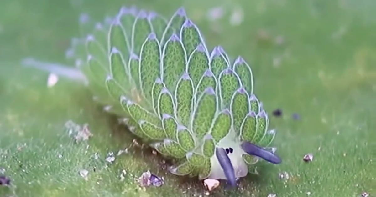 The Leaf Sheep consumes so much algae that the chlorophyll in its own ...
