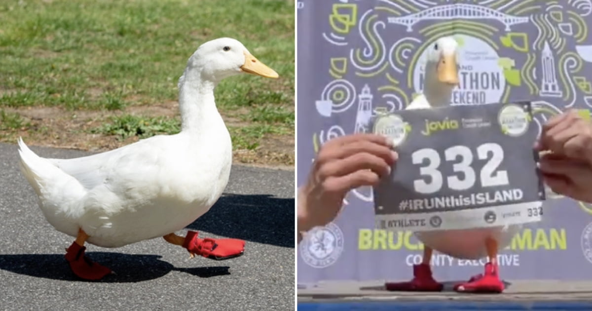 Duck runs in a marathon and gets a medal - 9GAG