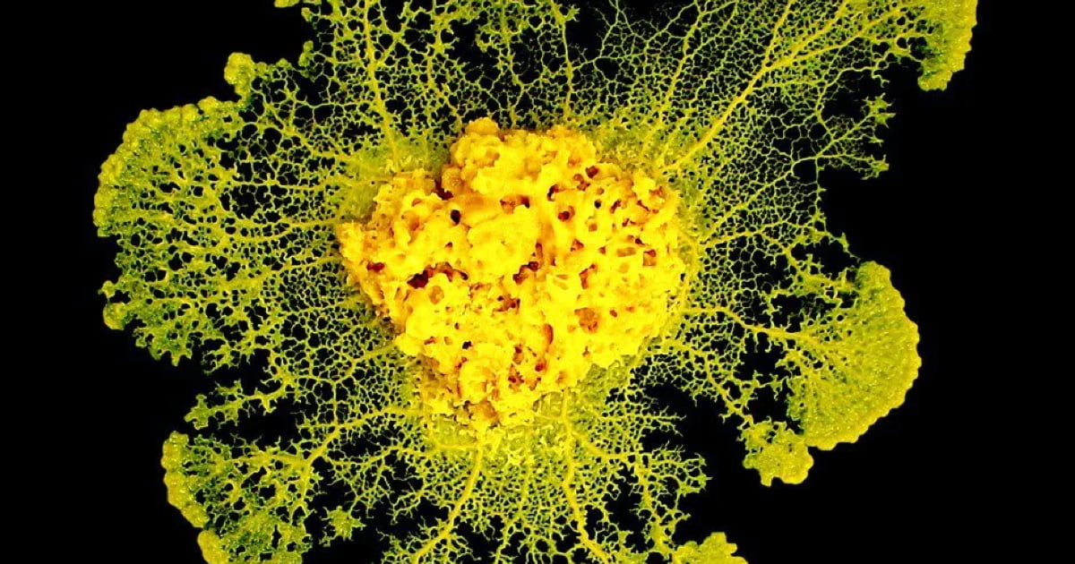 Slime mold used to organize Japan’s Train network 🇯🇵 - 9GAG