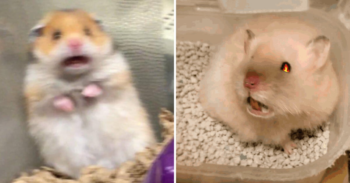 Scientists Surprised After Gene-Editing Experiment Turn Docile Hamsters ...