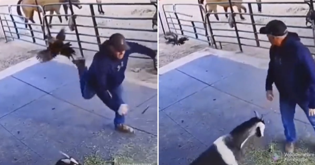 A valiant attempt by the rooster - 9GAG