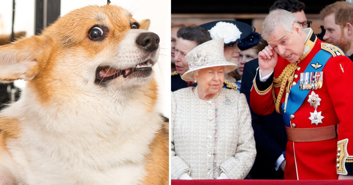 Queen's Corgis Will Live With Prince Andrew And His Ex-Wife - 9GAG