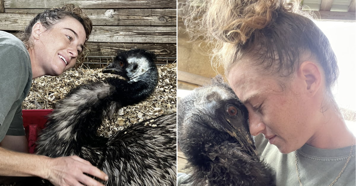 Emmanuel The Emu Fighting For Life After Bird Flu Struck Florida Farm - 9GAG