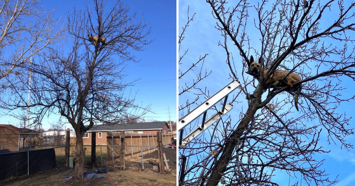 Dog Stuck After Chasing Squirrel Up Tree, Got Rescued By Firefighters ...