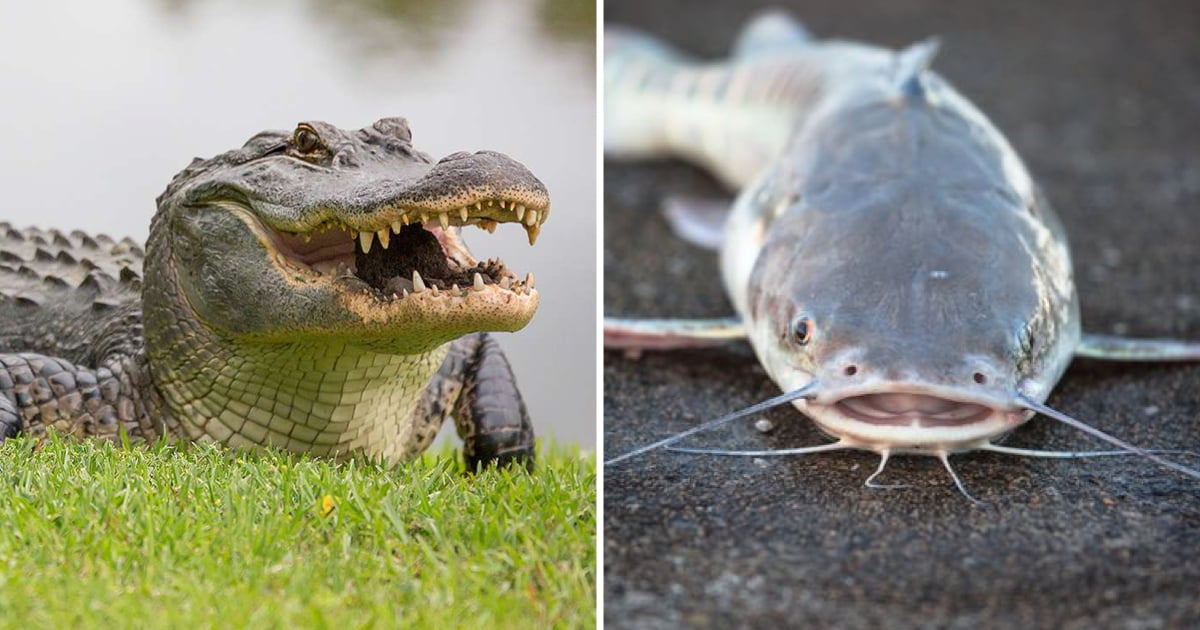 Scientists Genetically Modified Catfish Using Alligator DNA - 9GAG