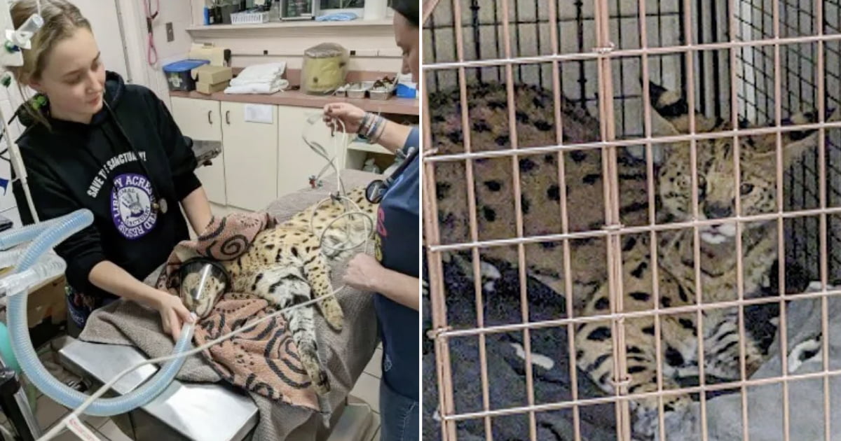 Wild Big Cat Captured In Oakley Tests Positive For Cocaine - 9GAG