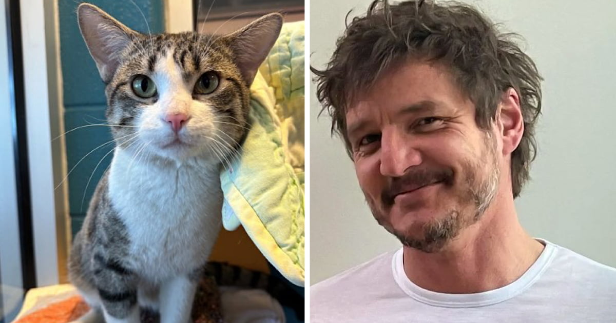 Shelter Cat Named Pedro Pspspscal Finds Furrever Home After Going Viral ...