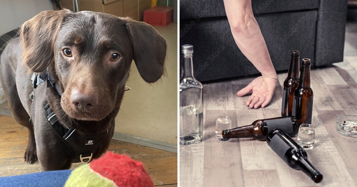Alcoholic Dog Now Sober After Getting Addicted To Drinks Left Out By ...