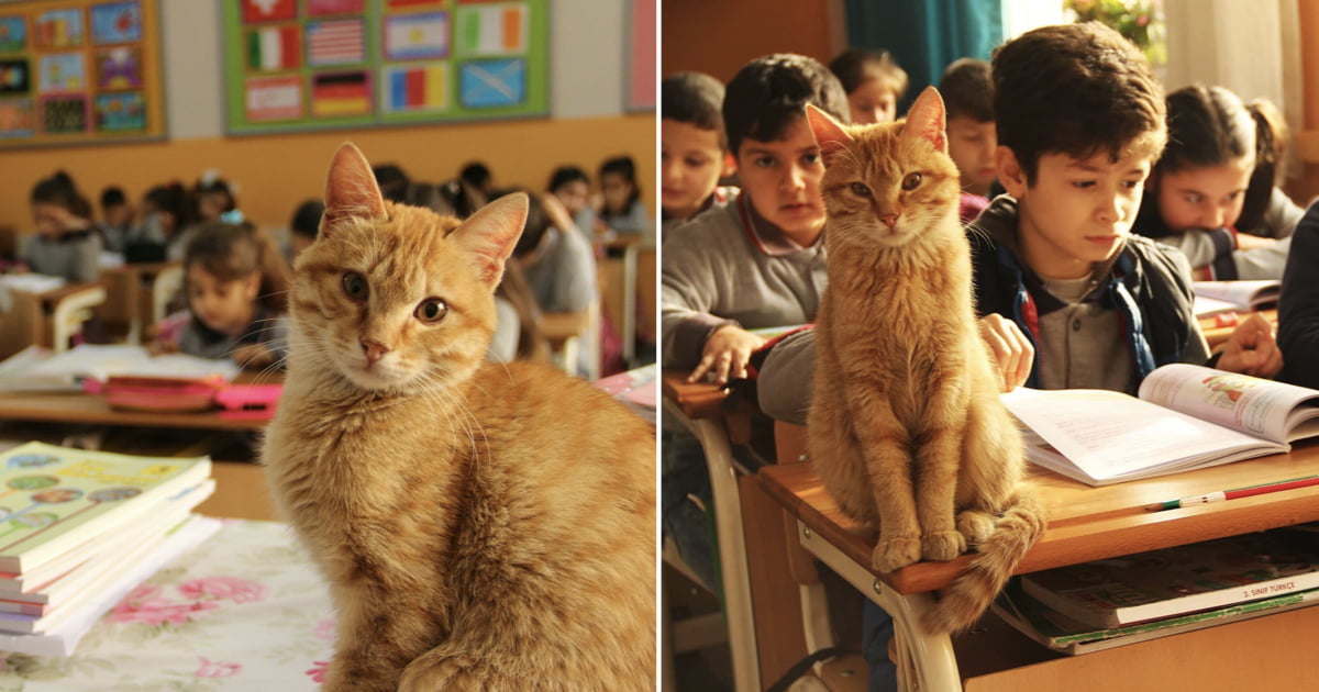 Ginger Cat Walks Into A Classroom And Turns It Into His Home - 9GAG