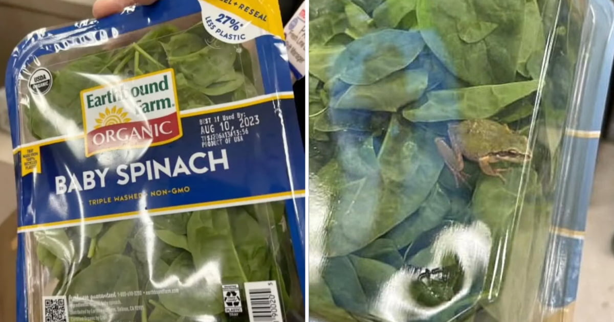 Family Discovers Live Frog In Unopened Package Of 'Triple Washed ...