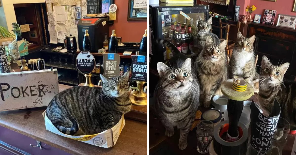 Guy Accidentally Creates City's First Cat Pub While Trying To Start A ...