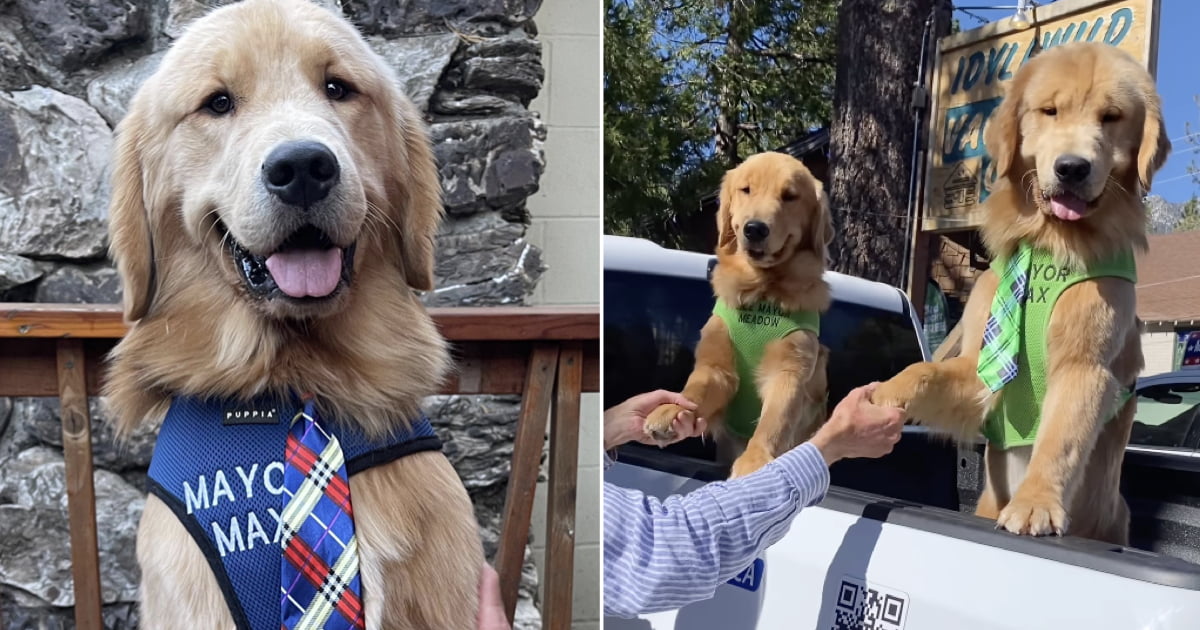 Small Californian Town Elects Dog As Its Mayor For The Third Time - 9GAG