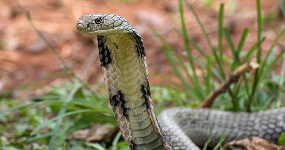Cobra Dies After Being Bitten By Boy - 9GAG