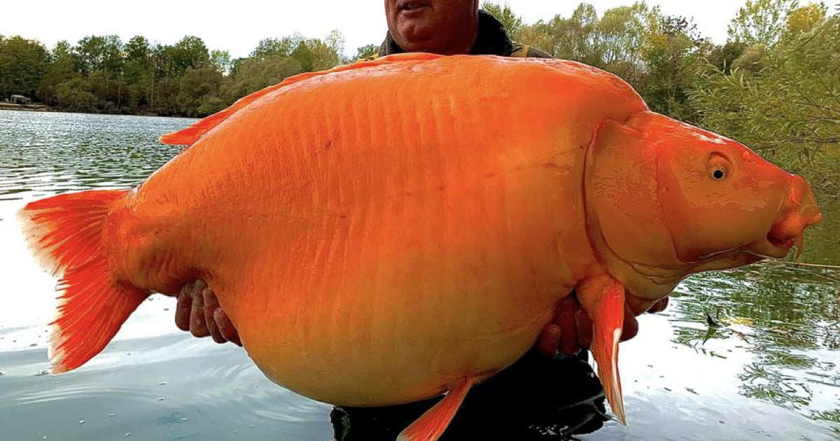 Man Catches Giant 'Goldfish' As Heavy As A 10-Year-Old - 9GAG
