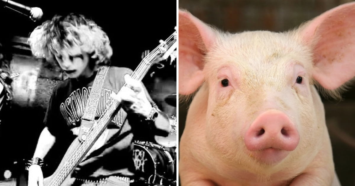 Black Metal Band Apologises After Pig's Head Tossed At Show - 9GAG