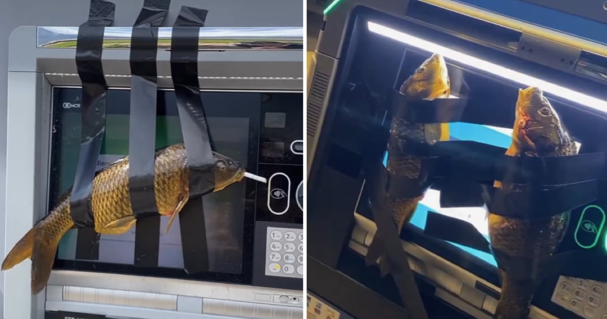 Teen Arrested For Allegedly Taping Fish To ATMs - 9GAG