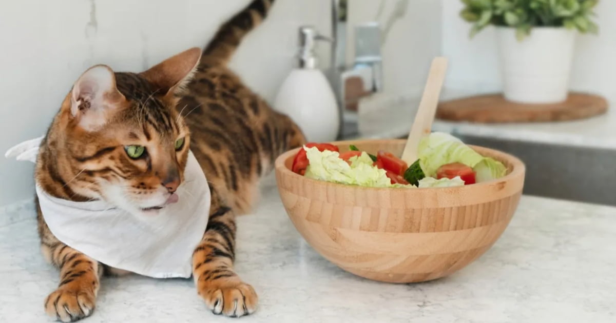 Rescue Cat Refuses To Eat Meal Unless It Comes With Side Salad - 9GAG