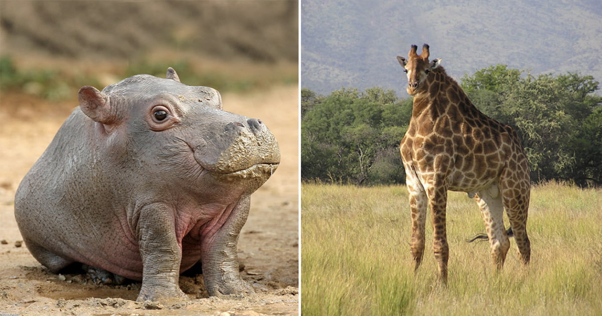 If Animals Had No Neck - 9GAG