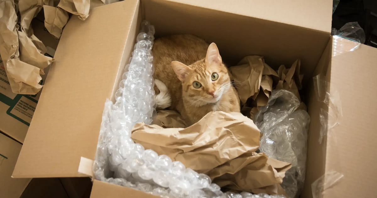 Couple Accidentally Sent Cat In Amazon Package, Found In Warehouse 6 ...