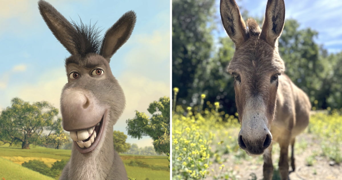 Elderly Donkey "Perry" Who Inspired Eddie Murphy's 'Shrek' Character ...