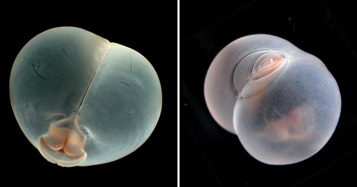 Scientists Discover Pigbutt Worm That Lives In Deep-Sea - 9GAG